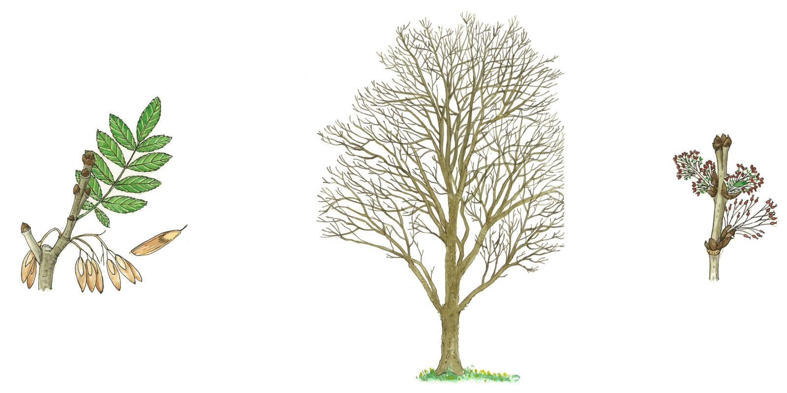 Die besonnene Esche - Kräuterpfarrer Benedikt